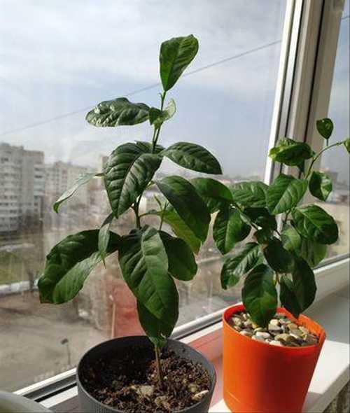 Лимон