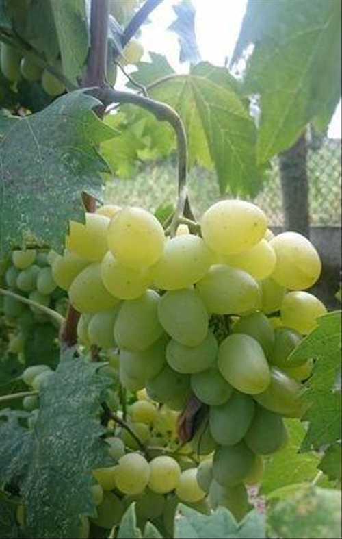 Саженцы винограда 10 столовых сортов