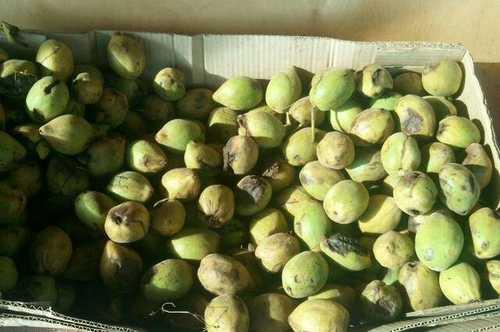 Орехи маньчжурские свежий урожай