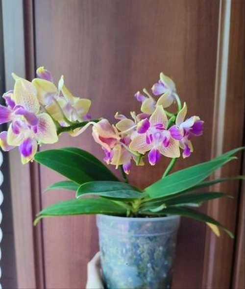 Орхидея фаленопсис Miki Golden sand peloric 3 lips
