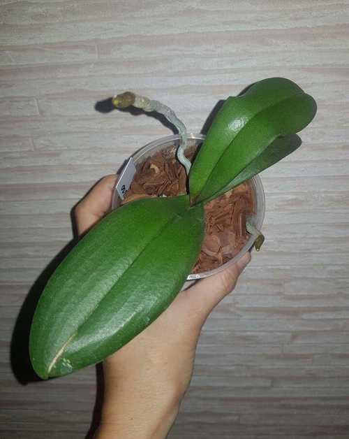 Орхидея фаленопсис Younghome Princess биглип