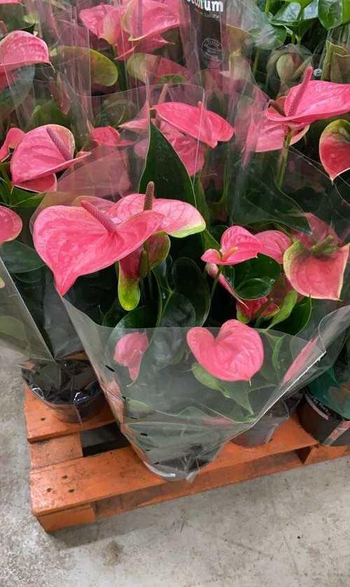 Антуриум Пинк H 65 см