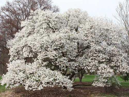 Семена магнолия, магнолия кобус, magnolia kobus