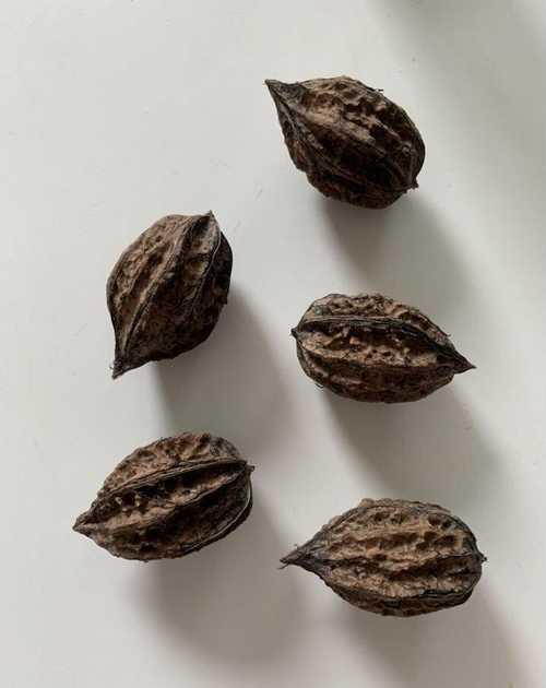 Орех маньчжурский семена