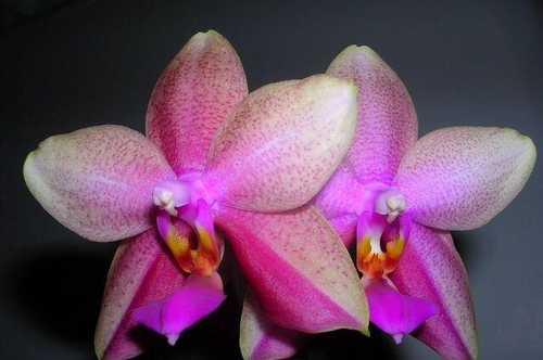 Орхидея фаленопсис ‘Лиодоро’