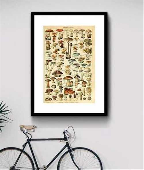 Плакат "Просто Постер" Виды грибов 50x70 в подарочном тубусе