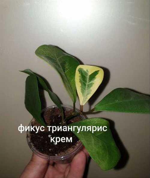 Коллекционные фикусы