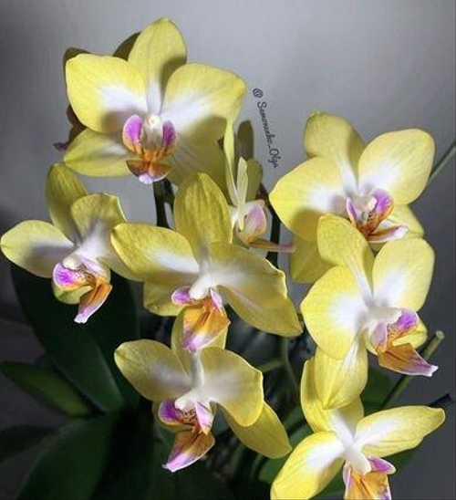 Орхидея фаленопсис Yen-shuai-sweet-girl-shiny-girl