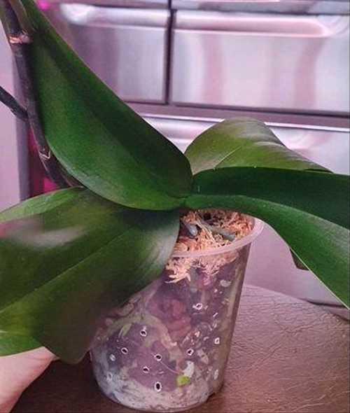 Орхидея фаленопсис Просекко (Hot coffe)