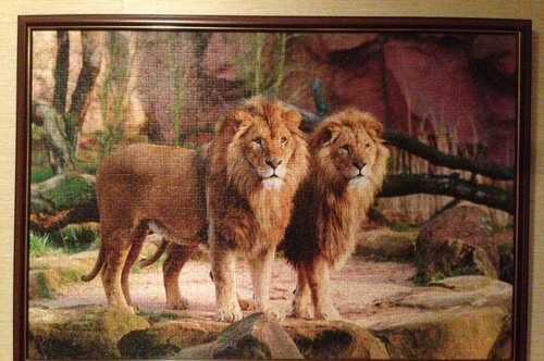 Картина из пазлов Львы
