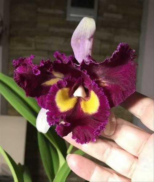 Орхидея катлея Blc. Chinese Beauuty