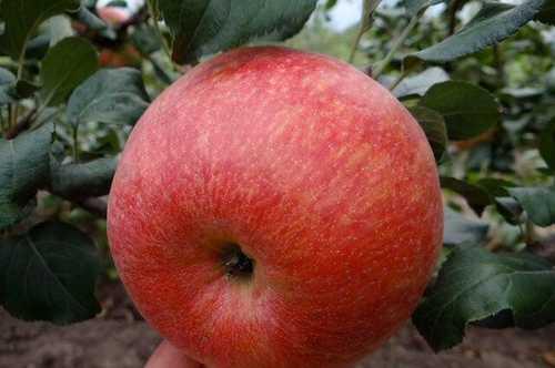 Сорт яблони хоней крисп фото и описание