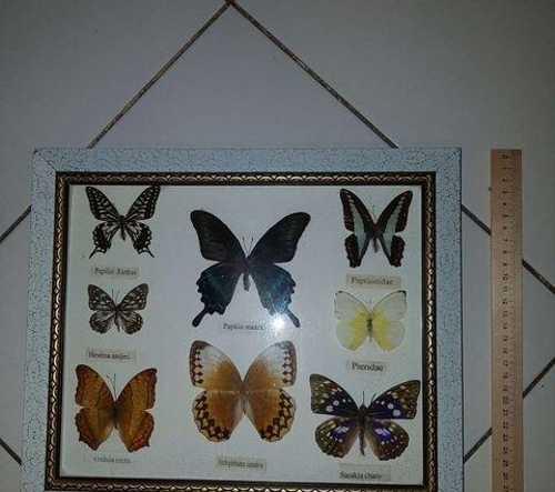 Коллекция из 8 бабочек. Рамка размером 34 на 29 см