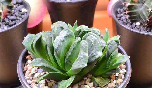 Haworthia Maughanii hybride (Хавортия) (SCT28541)