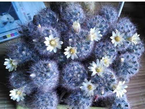 Mammillaria prolifera