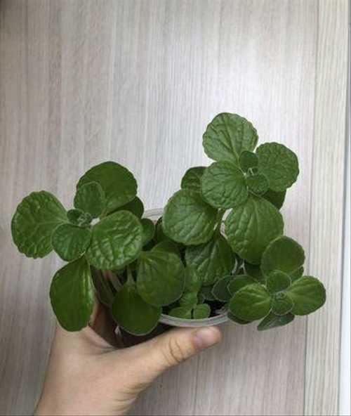 Плектрантус томентоза (plectranthus tomentosa)