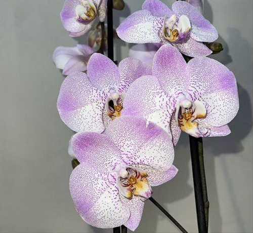 Фаленопсис денвер фото орхидея