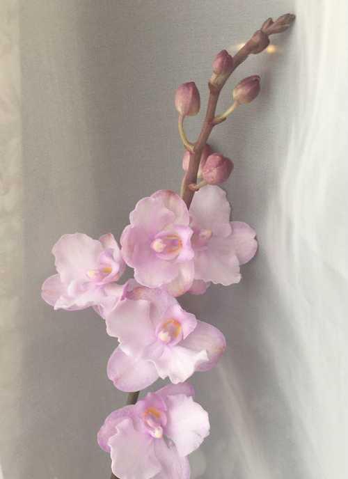 Орхидея Phal. Liu's Sakura