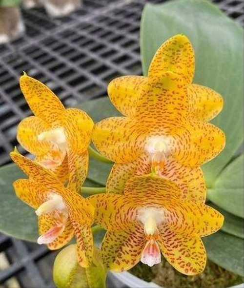 Орхидея Phal. LD Giga King M#1 (MCL54)