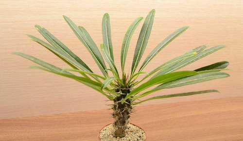 Pachypodium Lamerei (Пахиподиум Ламера) (SCT28250)