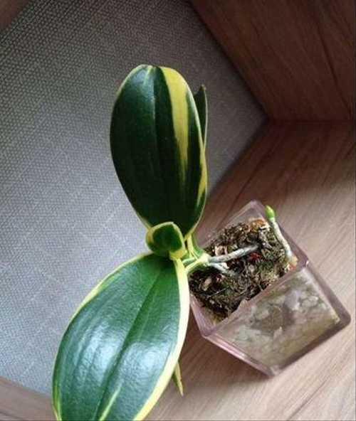 Орхидея вариегатная Sogo Vivien mini