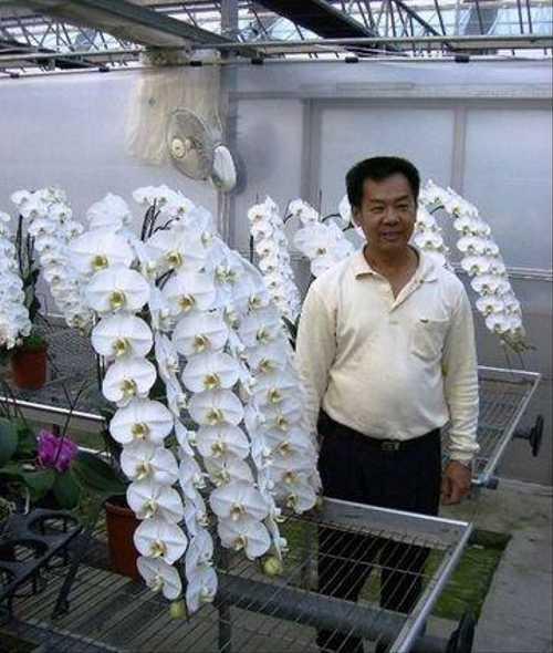 Орхидея фаленопсис Phal. Sogo Yukidian Сого Юкидан