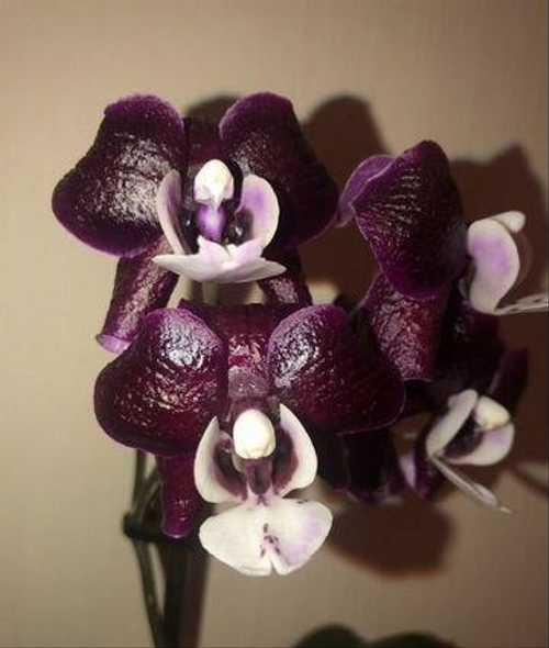 Орхидея фаленопсис каода твинкл