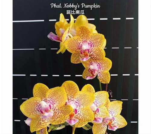 Phal. Nobby's Pumpkin / Орхидея фаленопсис Ноббис