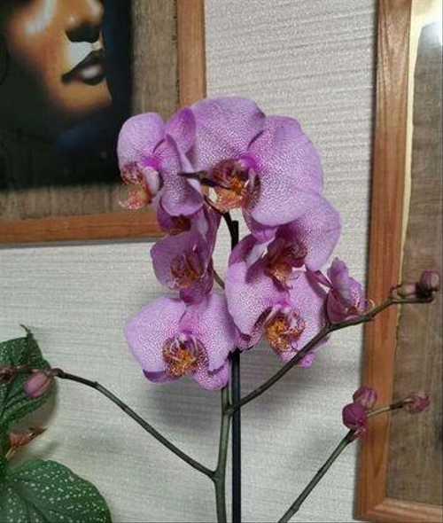 Орхидея фаленопсис, Манхеттен