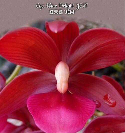 Cyc. Wine Delight 'JEM' FCC/AOS