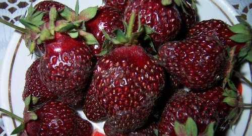 Очень сладкие ягоды с земляничным послевкусием