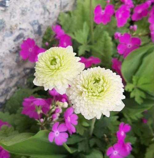 Анемона махровая