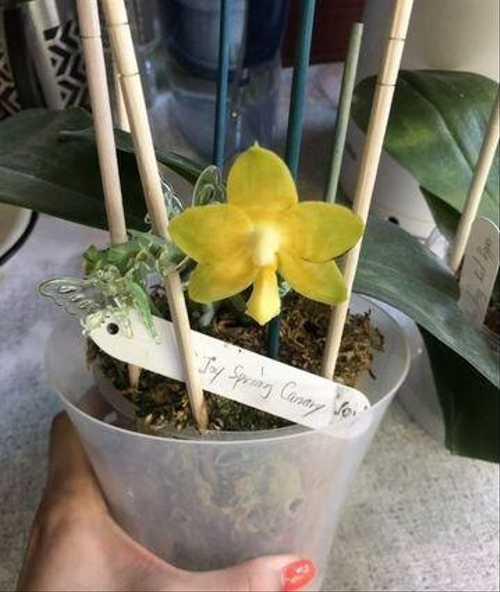 Орхидея joy spring