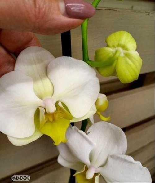 Орхидея фаленопсис а-ля Дарвин