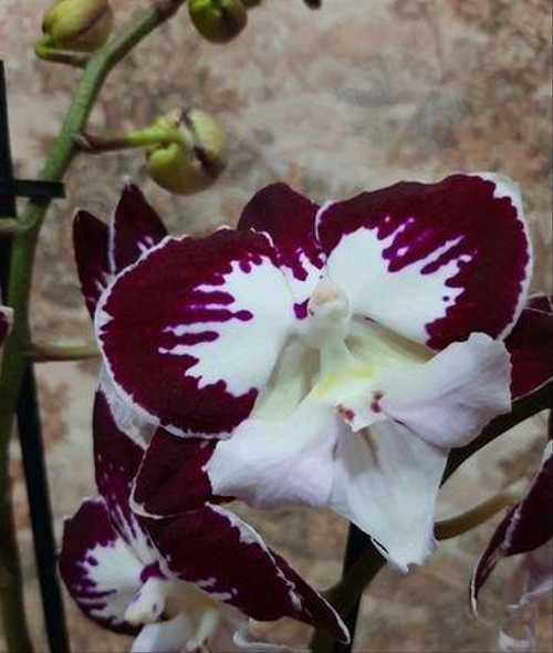 Орхидея фаленопсис Tinkerbells Kizz