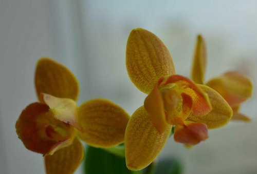 Орхидея гибрид