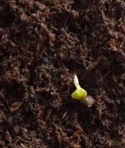 Комнатное растение - Мимоза семена