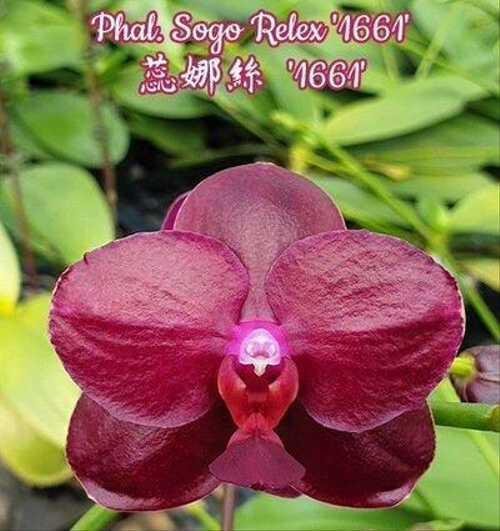Орхидея Phal. Sogo Relex '1661