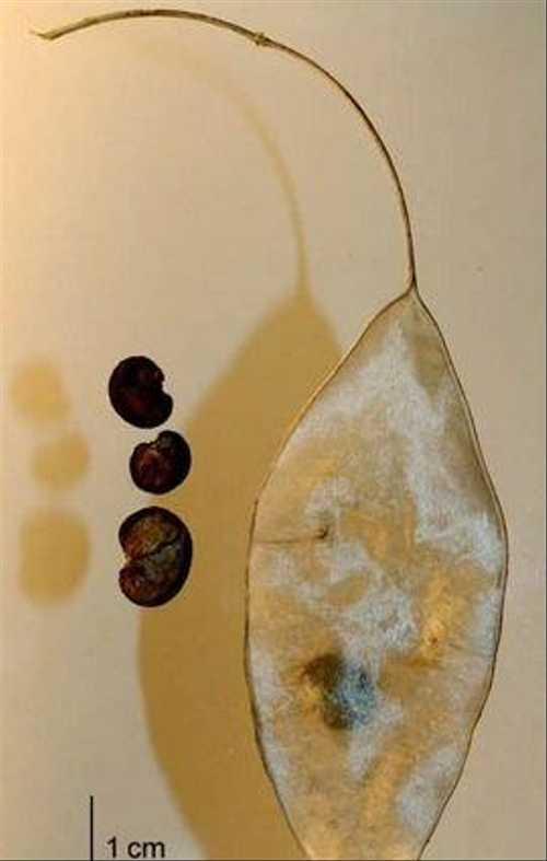 Семена лунника многолетнего (8 шт.)