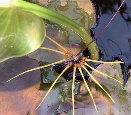 Bulbophyllum Makouaum*Allies. Деленка