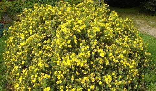 Семена лапчатка гигантская Potentilla gigantea