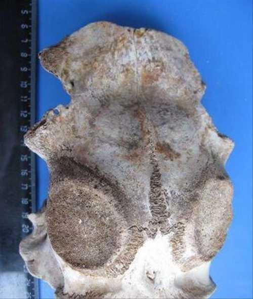 Череп плейстоценового оленя