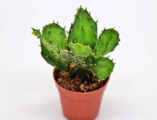Бразилиопунция (Brasiliopuntia Brasiliensis)