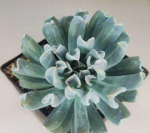 Лист. Черенки Echeveria Topsy Turvy