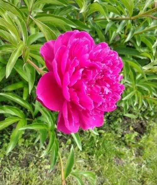 Пион корень