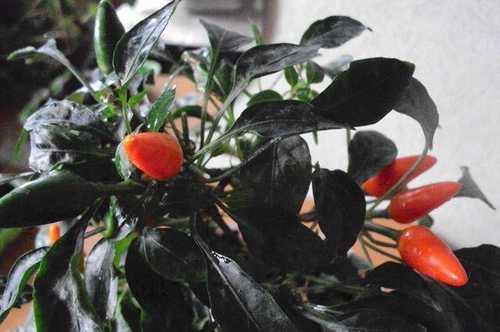Красный острый перец с плодами