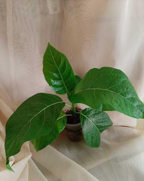 Ficus sp (t32) Golden Supreme
