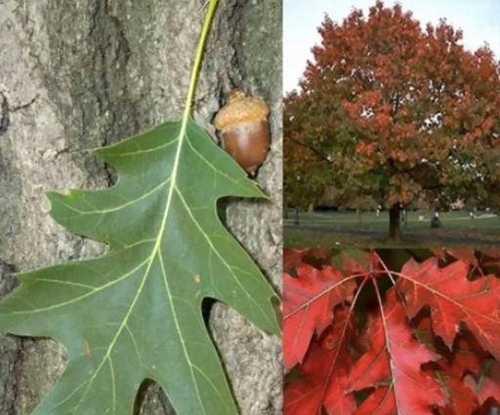 Дуб красный (канадский, северный)