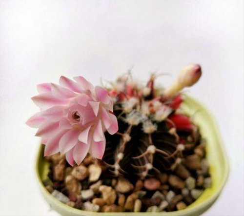 Кактус Гимнокалициум вариегатный (gymnocalycium va