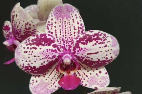 Орхидея фаленопсис сортовая восковик 964140